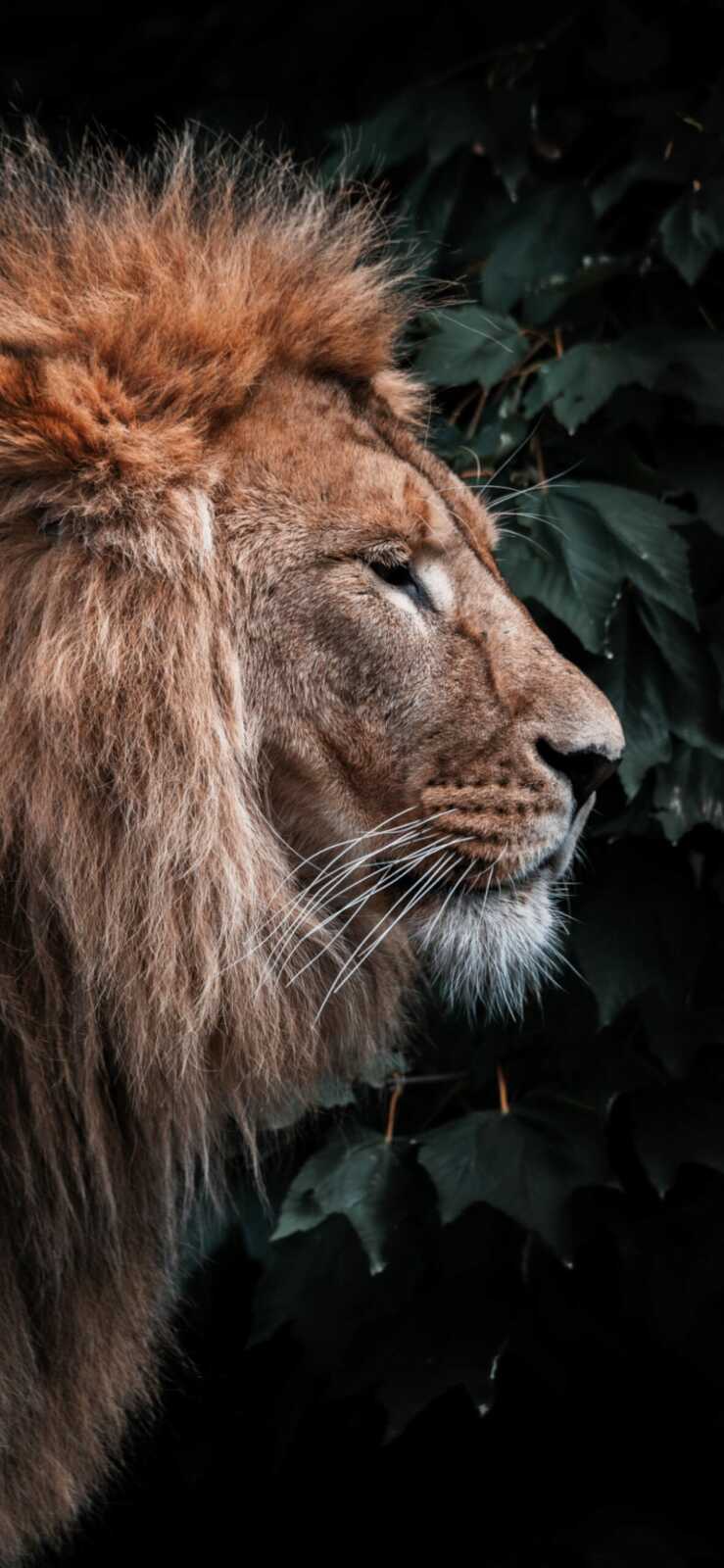Lion Wallpapers (103 images) - WallpaperCat
