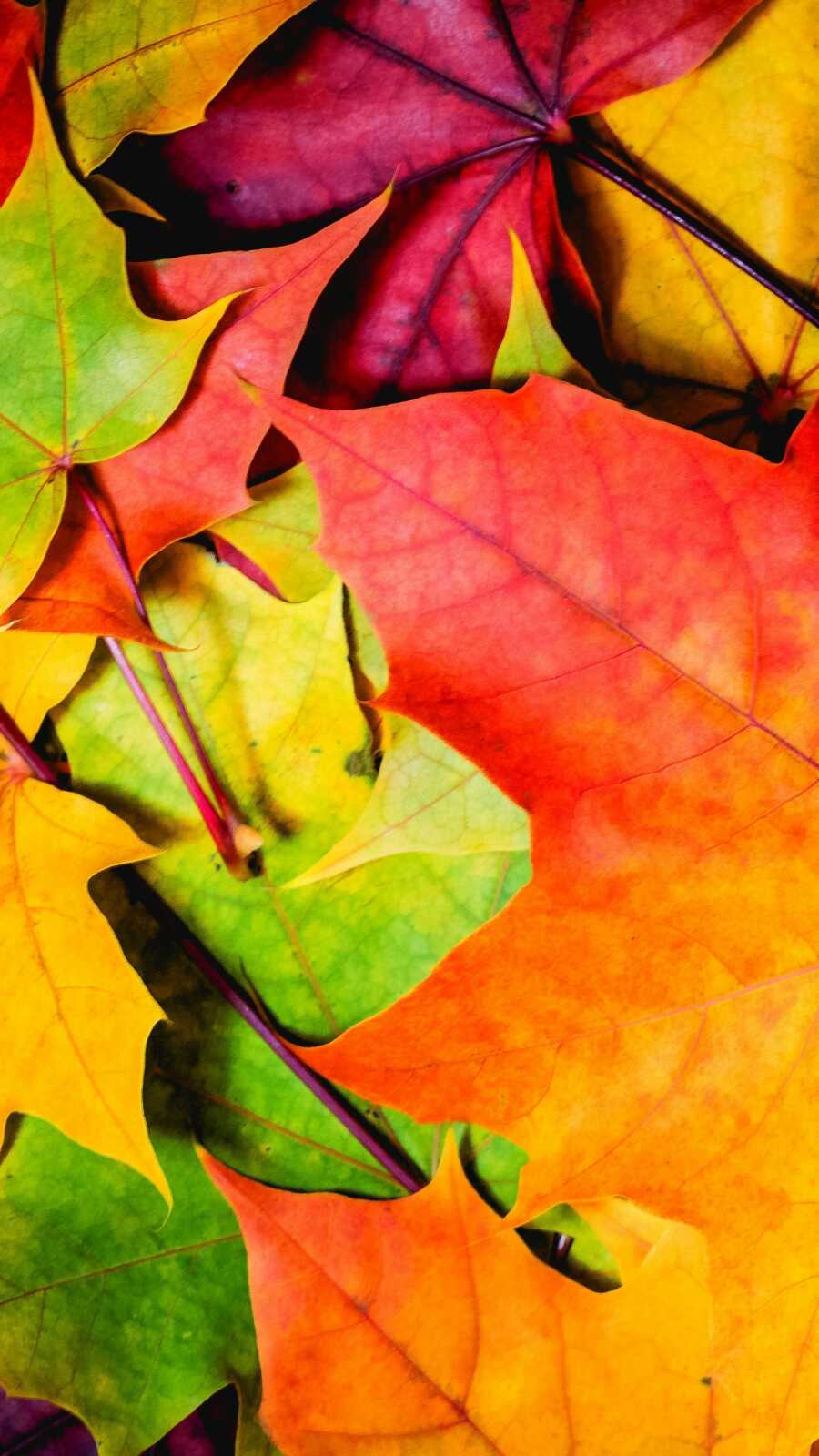 Leaf Wallpapers (125 images) - WallpaperCat