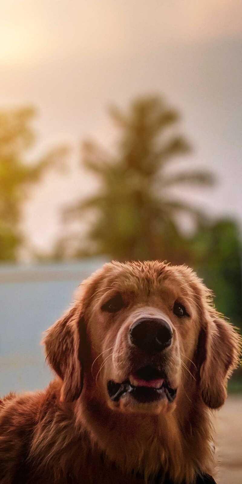 Dog Wallpapers (129 images) - WallpaperCat
