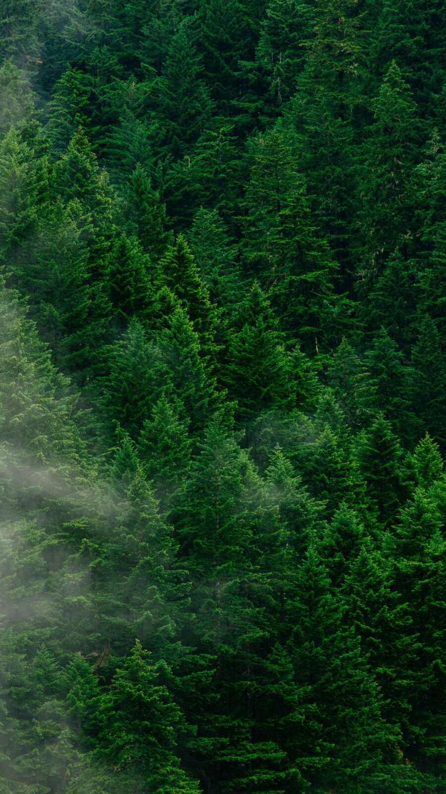 Cedar Tree Wallpapers (23 images) - WallpaperCat