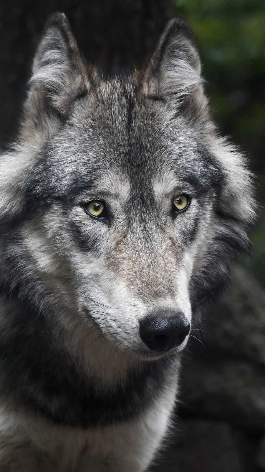 Gray Wolf Wallpapers (44 images) - WallpaperCat
