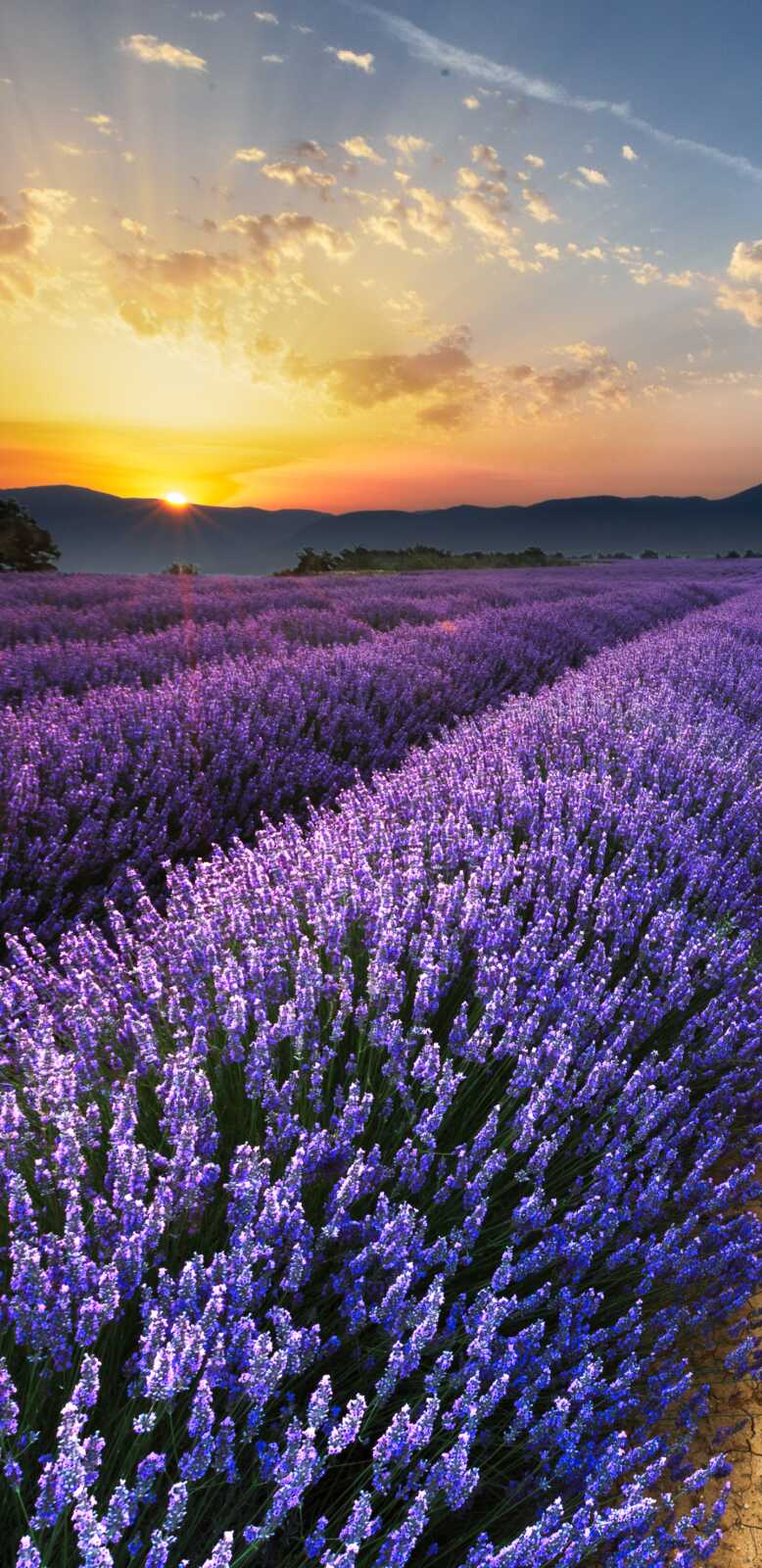 Lavender Wallpapers (97 images) - WallpaperCat