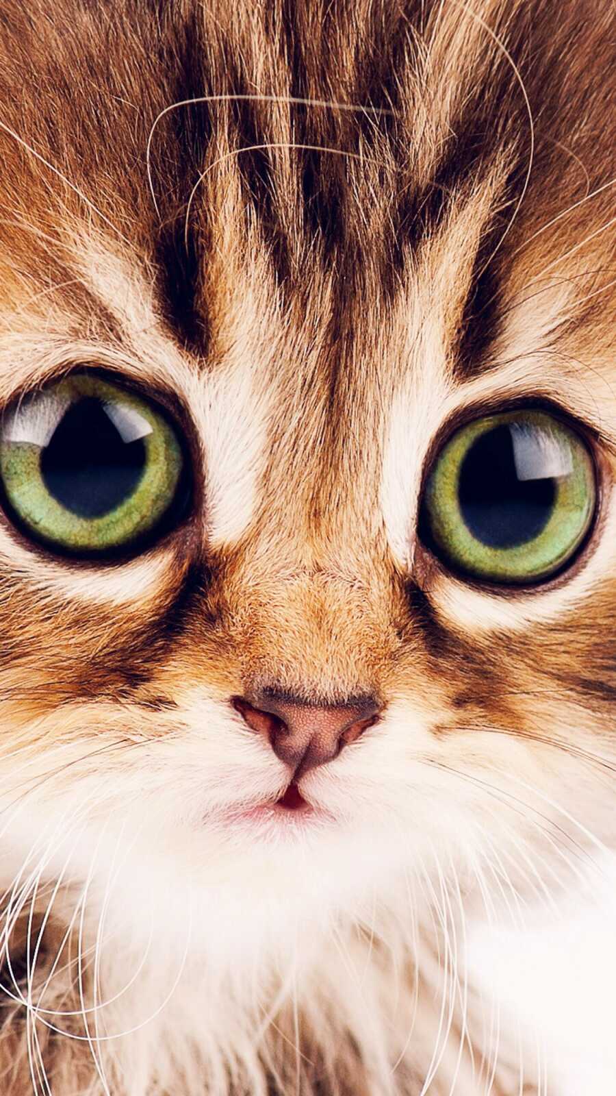 Kitten Wallpapers (115 images) - WallpaperCat