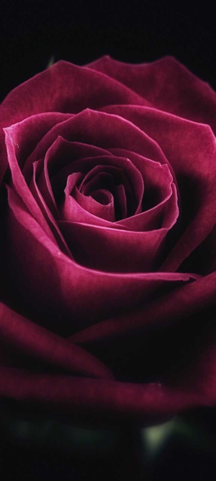 Rose Wallpapers (40 images) - WallpaperCat