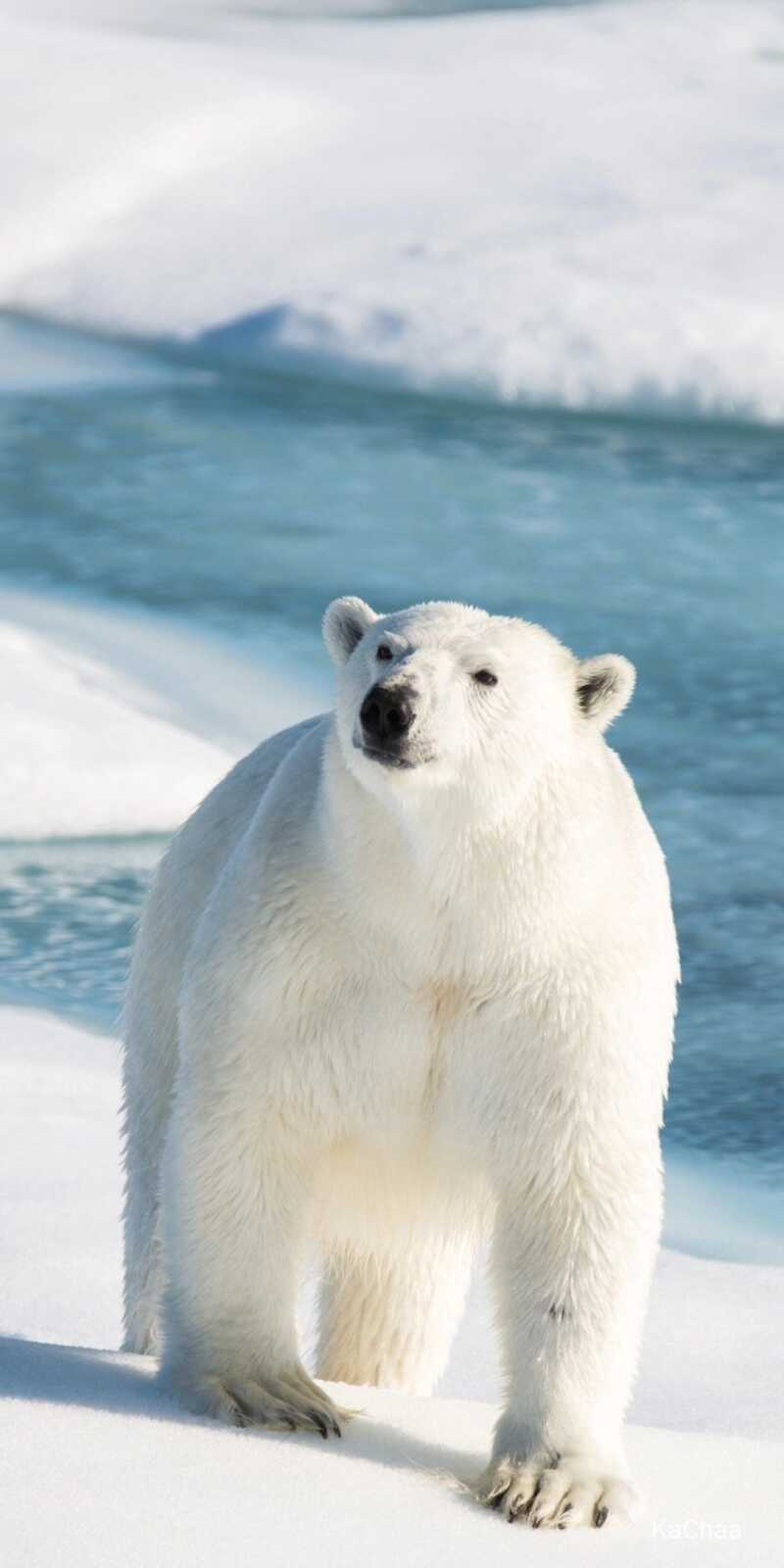 Polar Bear Wallpapers (82 images) - WallpaperCat