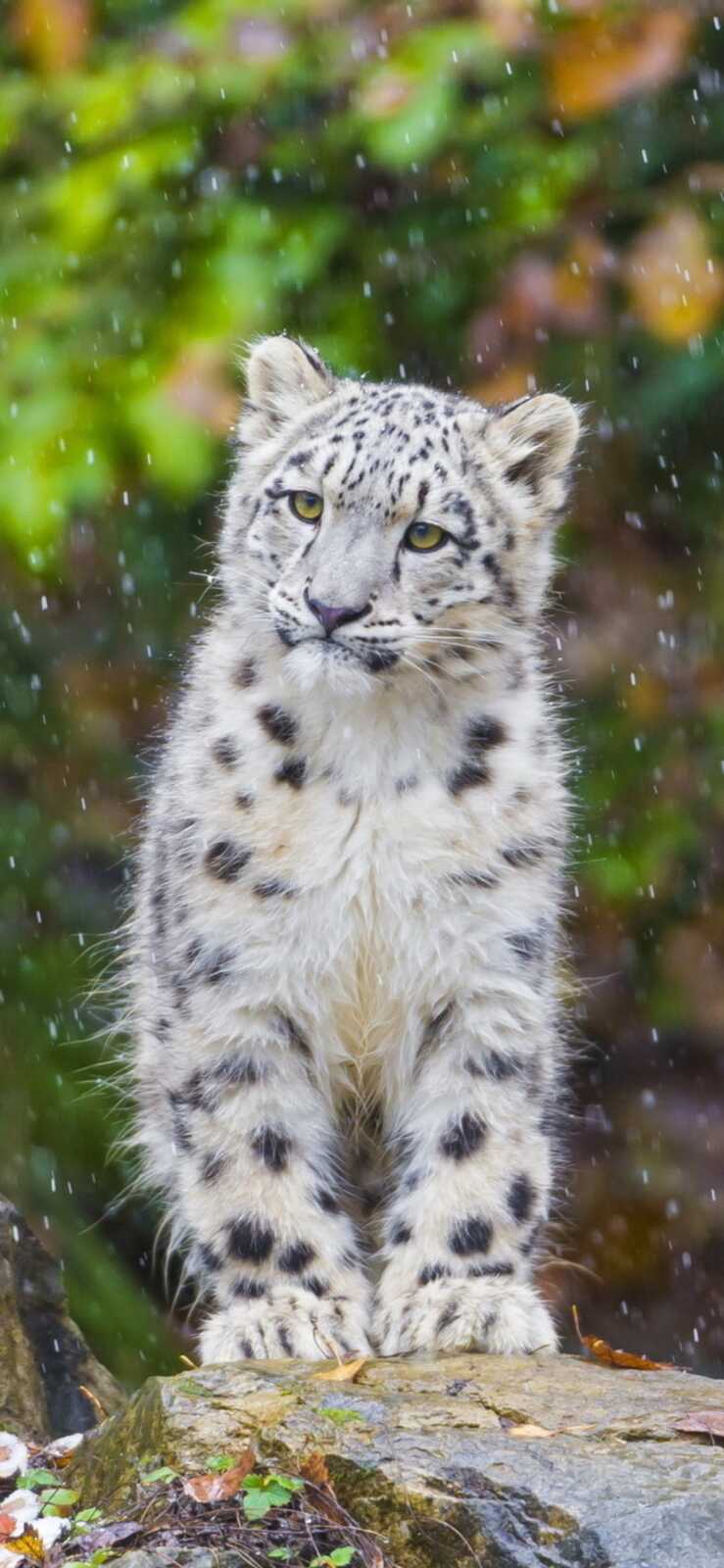 Snow Leopard Wallpapers (76 images) - WallpaperCat