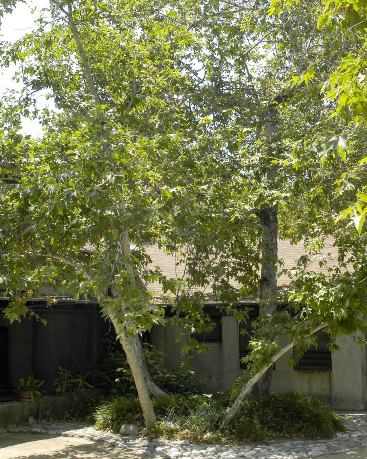 Sycamore Tree Wallpapers (25 images) - WallpaperCat