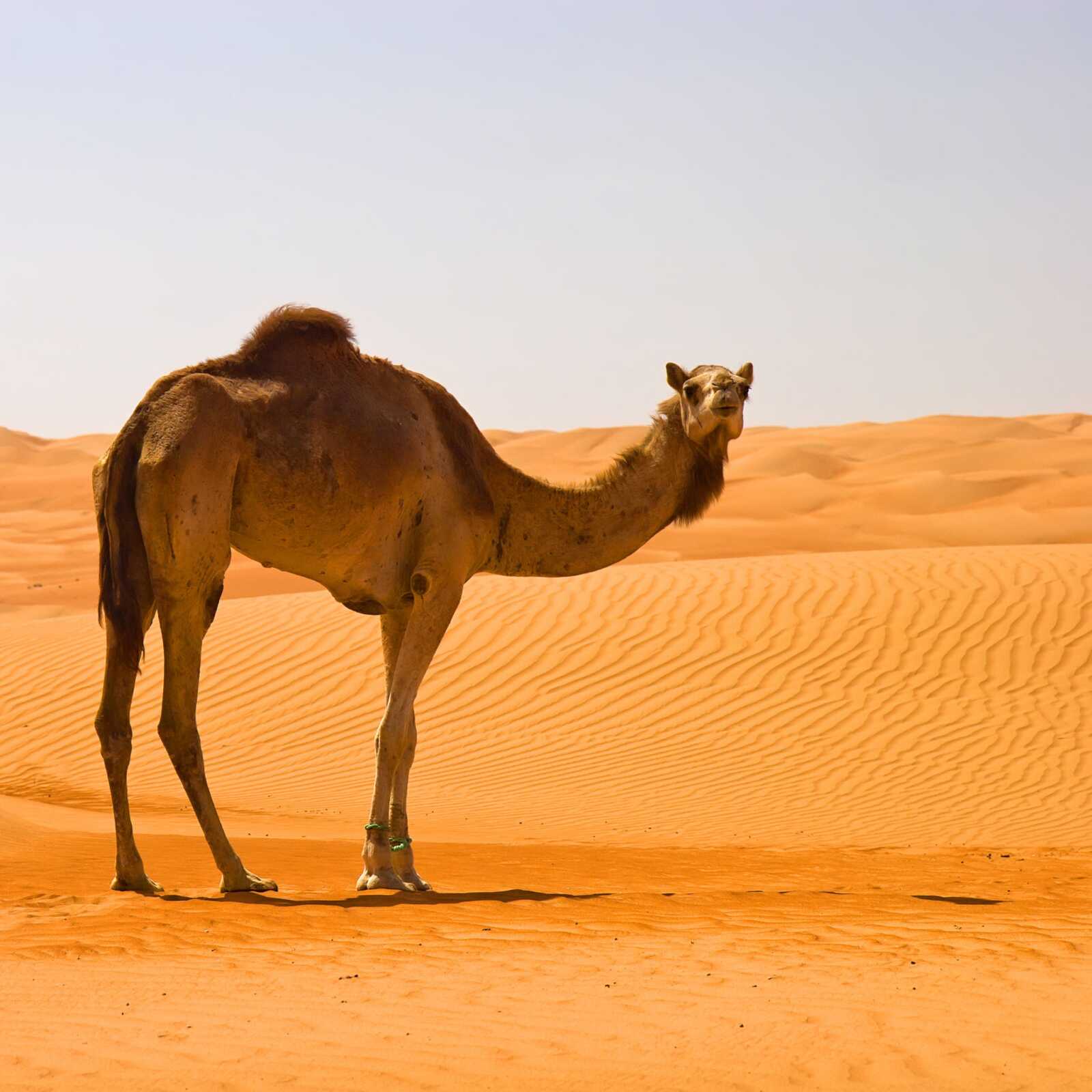 Camel Wallpapers (47 images) - WallpaperCat