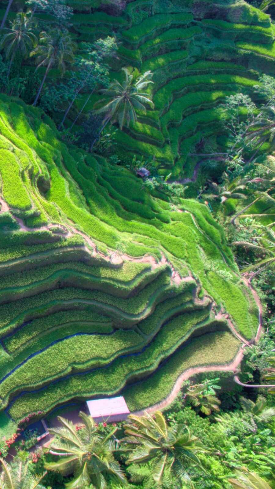 Banaue Rice Terraces Wallpapers (32 images) - WallpaperCat