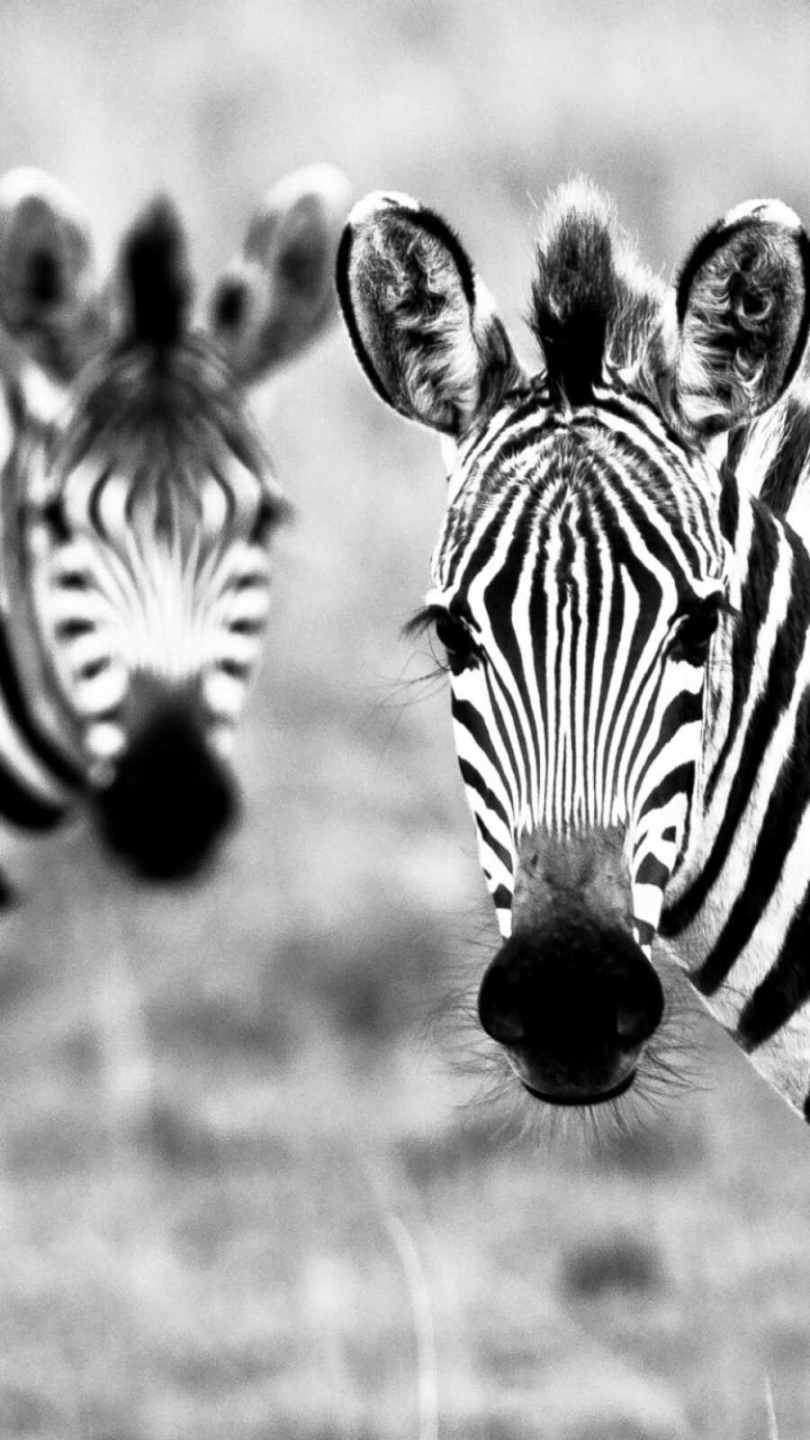 Zebra Wallpapers (48 images) - WallpaperCat