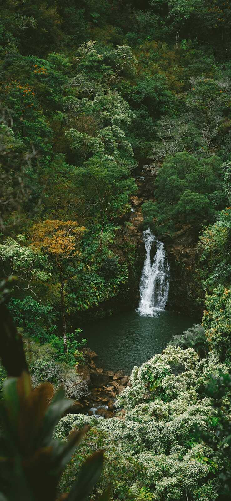 Rainforest Wallpapers (109 images) - WallpaperCat