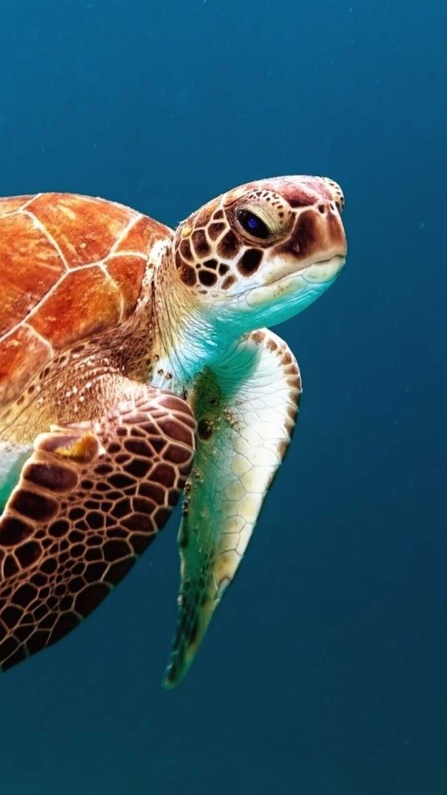 Turtle Wallpapers (47 images) - WallpaperCat