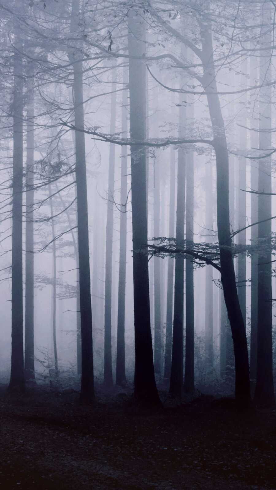 Forest Wallpapers (49 images) - WallpaperCat