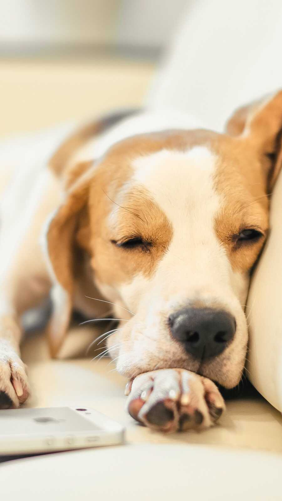 Beagle Wallpapers (34 images) - WallpaperCat