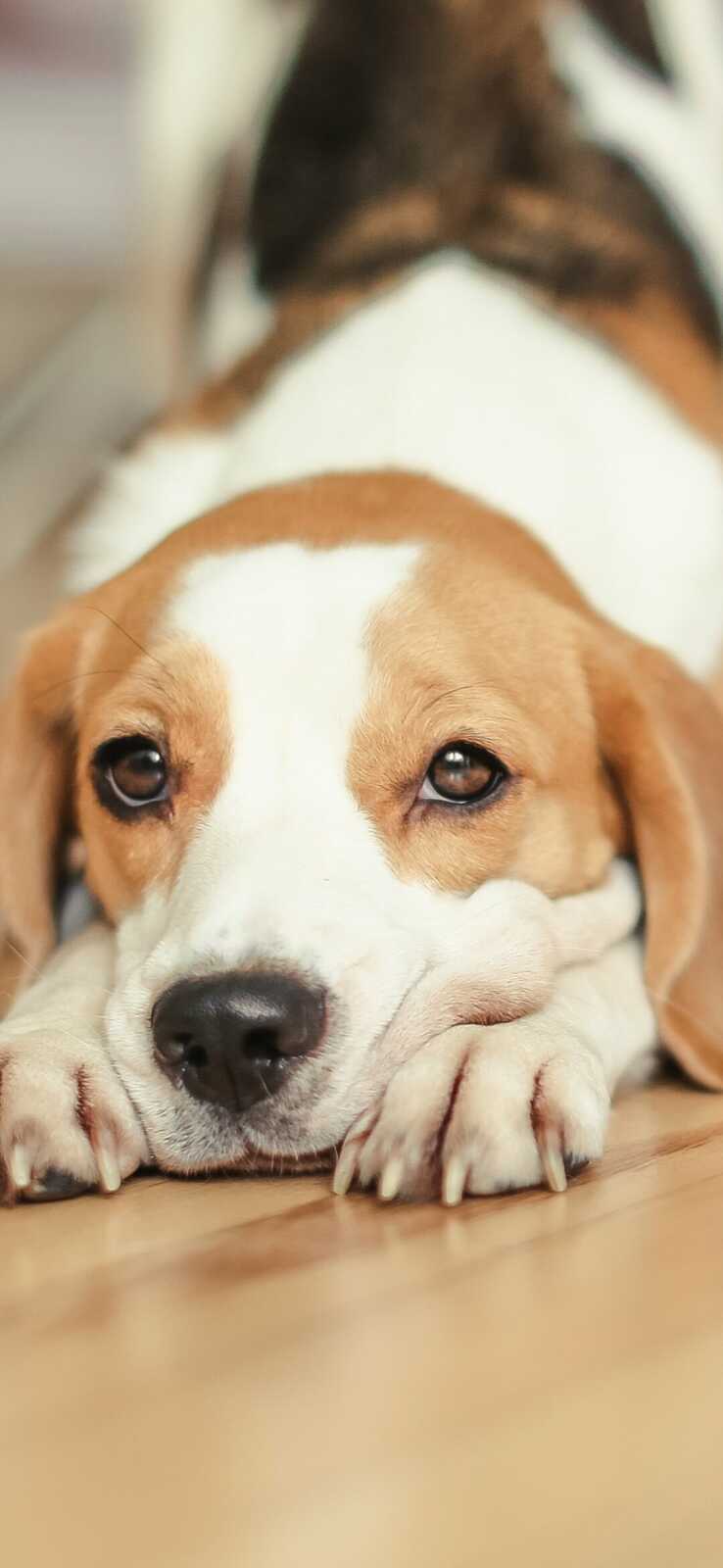 Beagle Wallpapers (34 images) - WallpaperCat