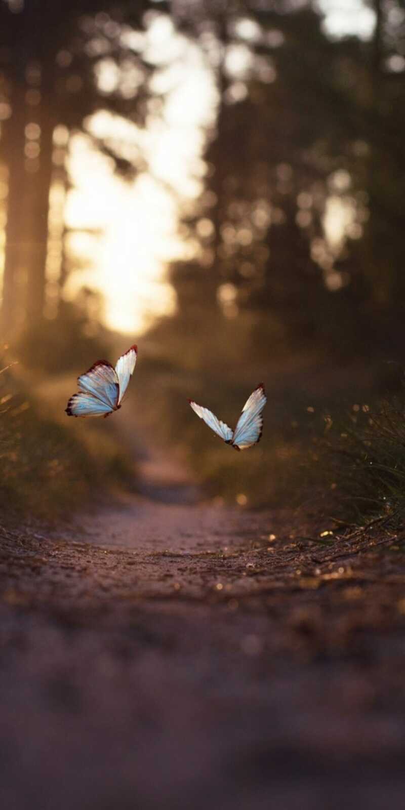 Butterfly Wallpapers (36 images) - WallpaperCat