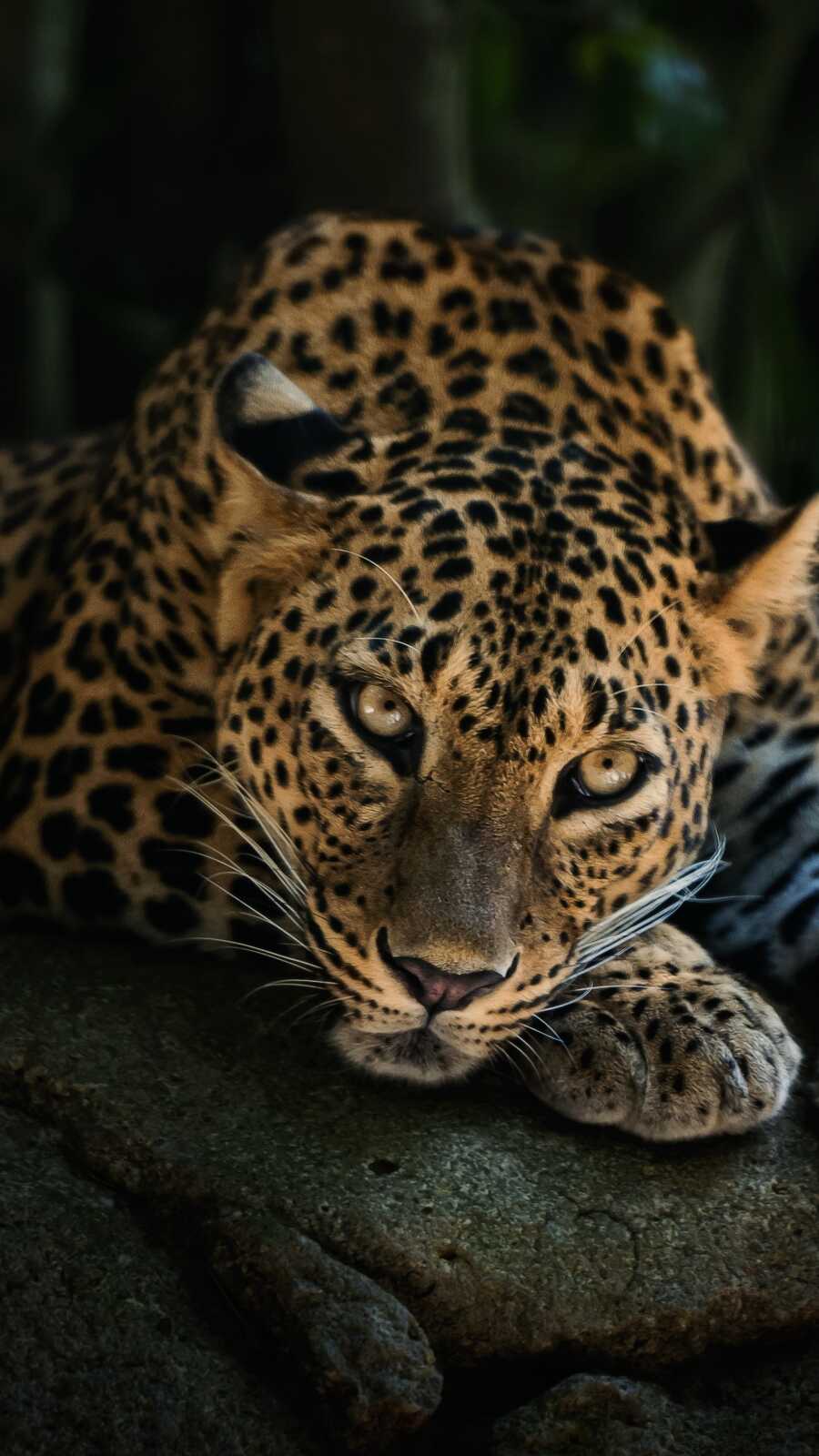 Leopard Wallpapers (44 images) - WallpaperCat