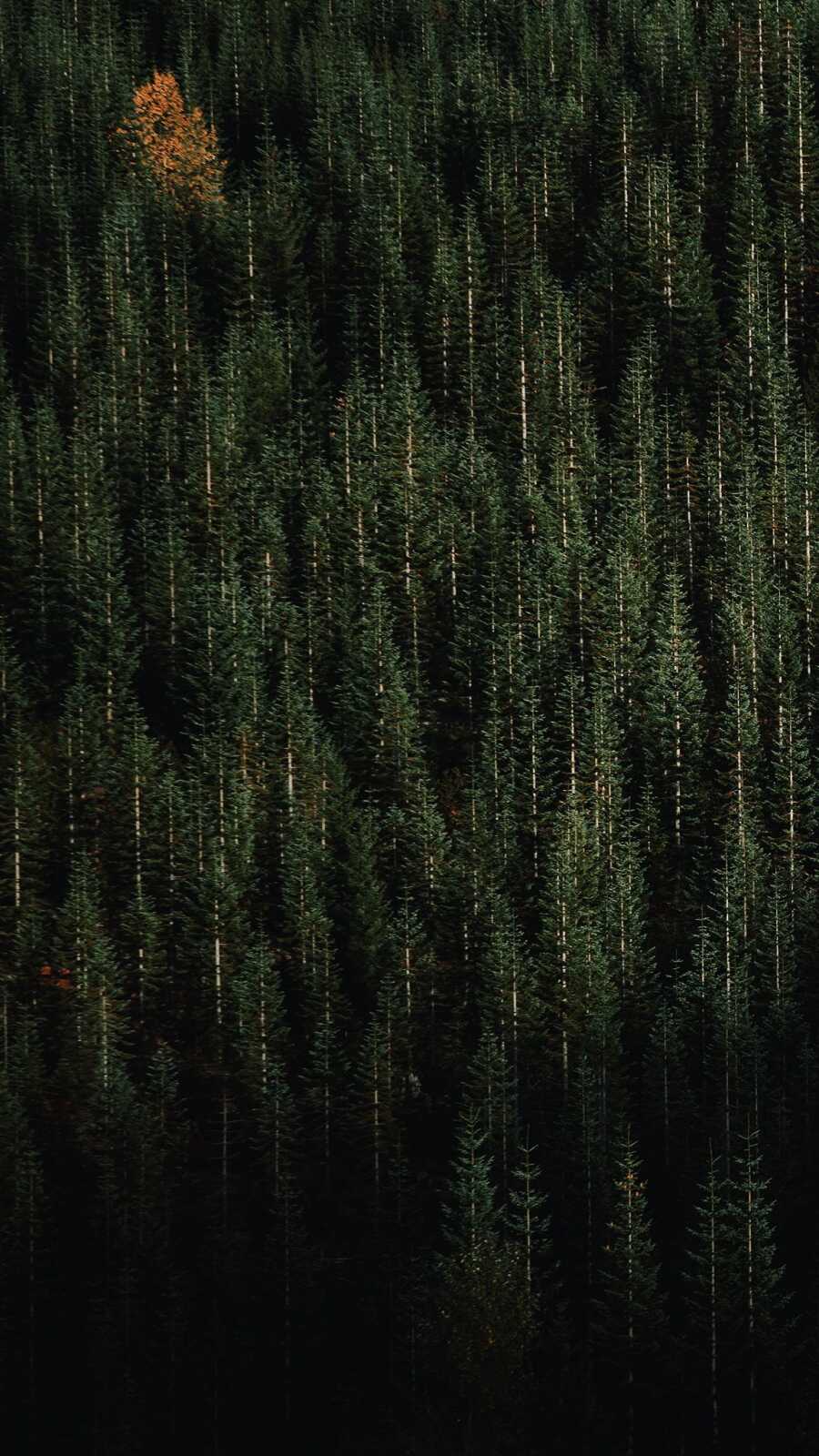 Cedar Tree Wallpapers (23 images) - WallpaperCat