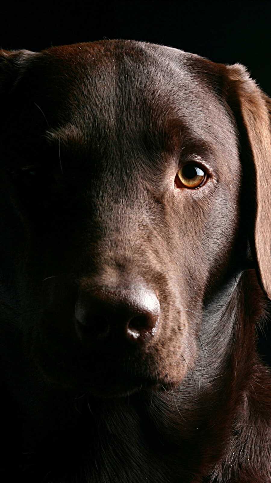 Labrador Retriever Wallpapers (84 images) - WallpaperCat
