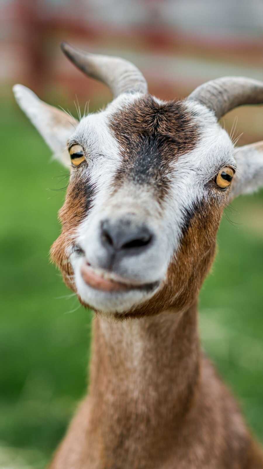 Goat Wallpapers (47 images) - WallpaperCat