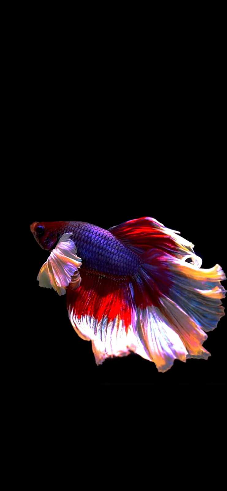 Fish Wallpapers (94 images) - WallpaperCat