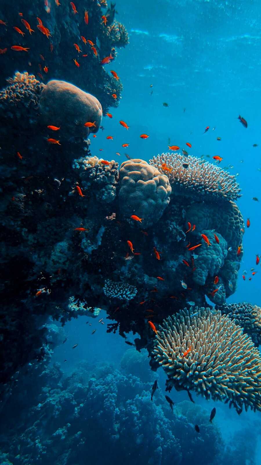 Great Barrier Reef Wallpapers (94 images) - WallpaperCat