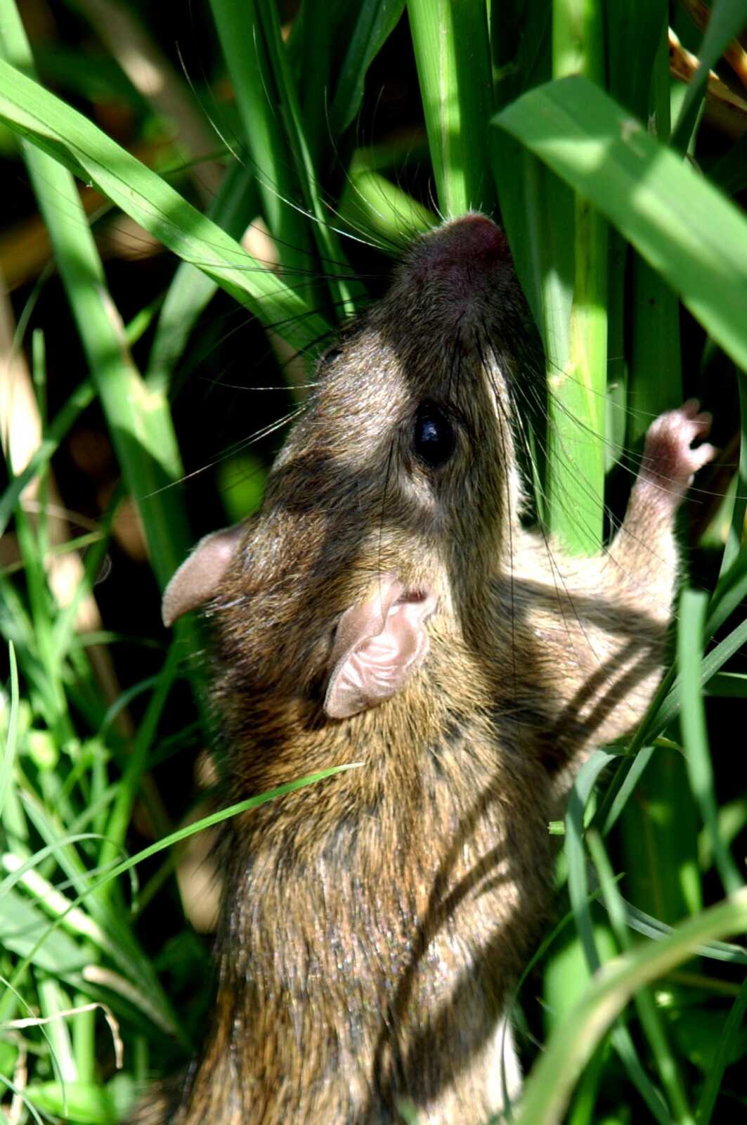 Rat Wallpapers (36 images) - WallpaperCat
