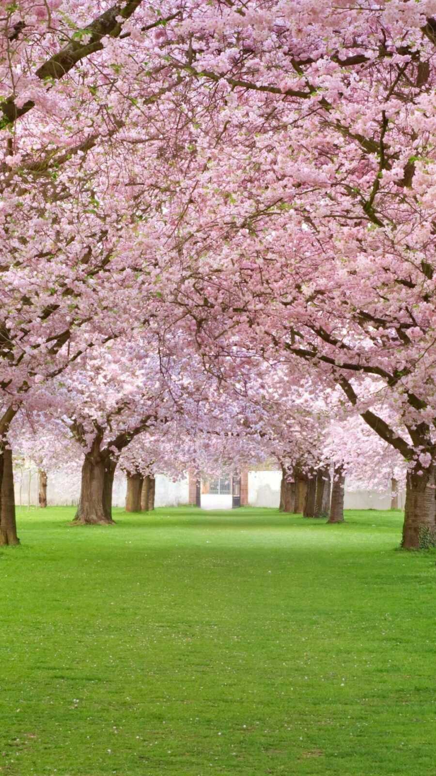 Park Wallpapers (32 images) - WallpaperCat