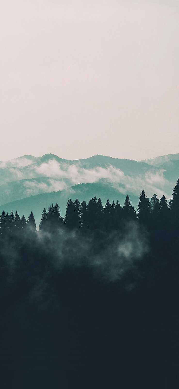Forest Wallpapers (49 images) - WallpaperCat