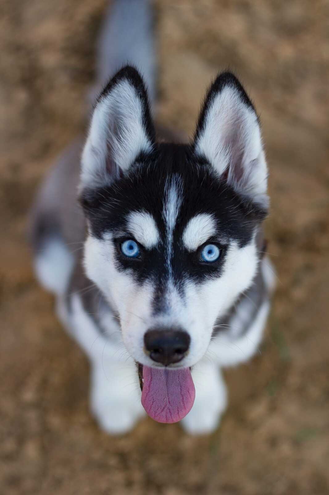 Husky Wallpapers (70 images) - WallpaperCat