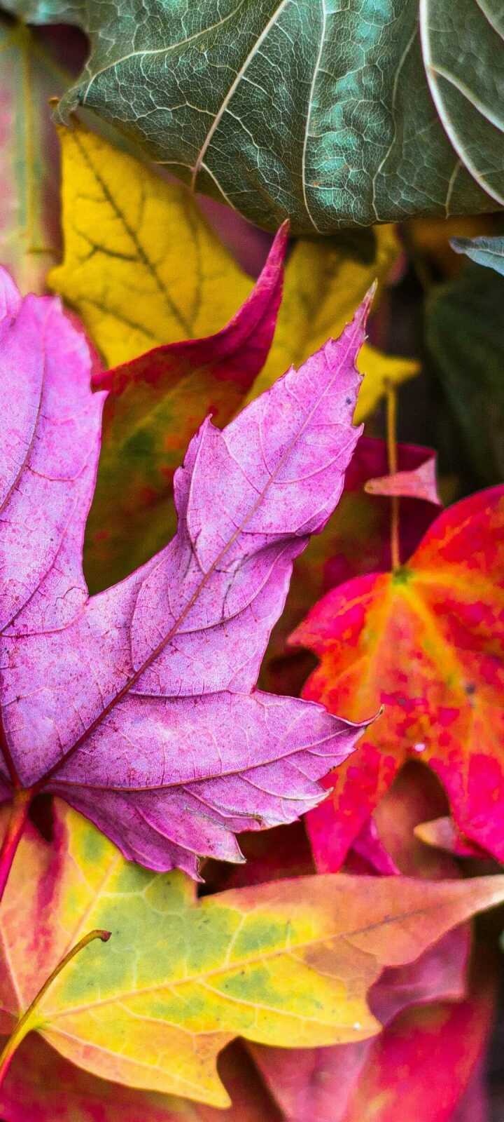 Leaf Wallpapers (125 images) - WallpaperCat