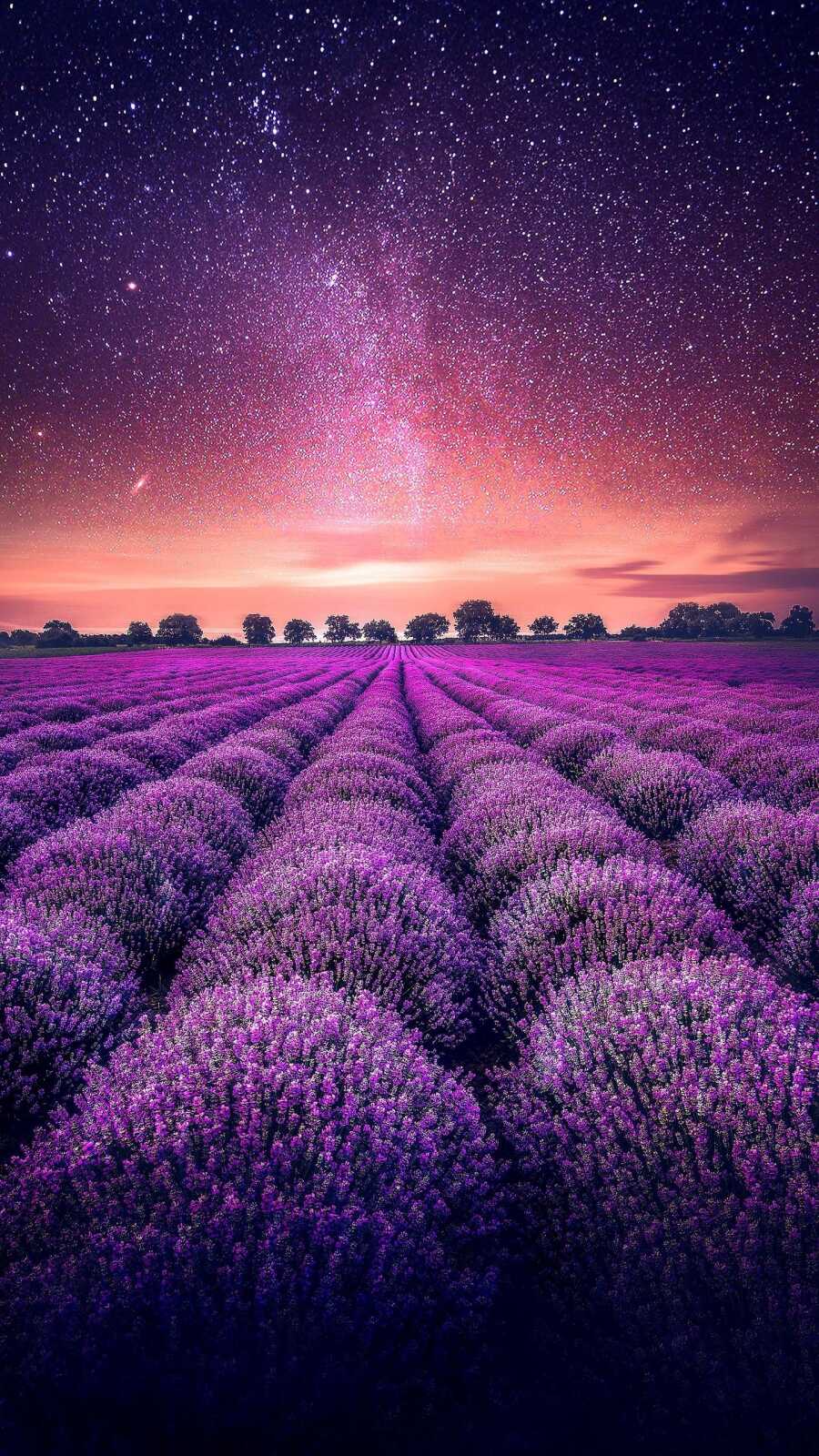 Lavender Wallpapers (97 images) - WallpaperCat