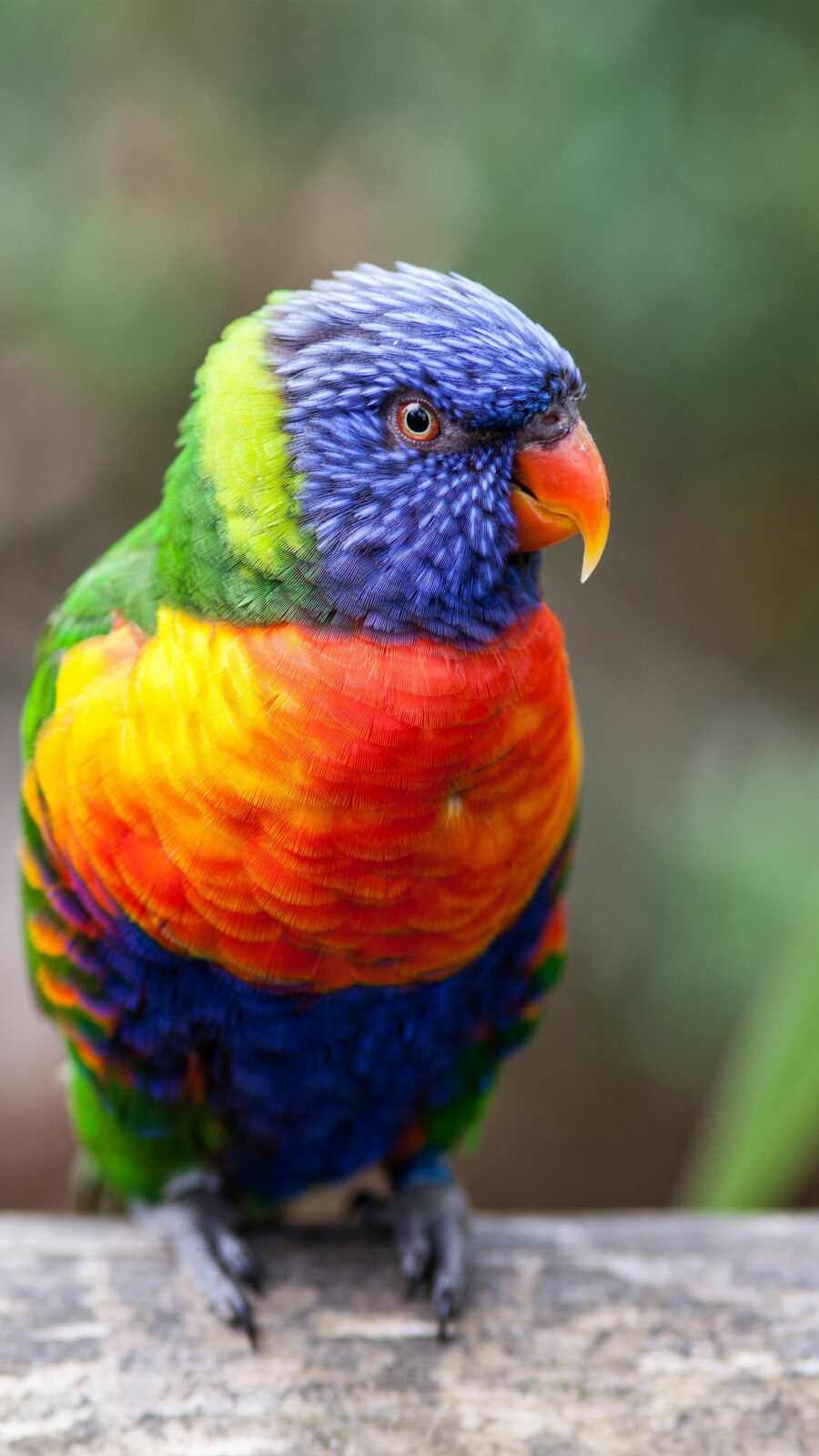 Bird Wallpapers (109 images) - WallpaperCat