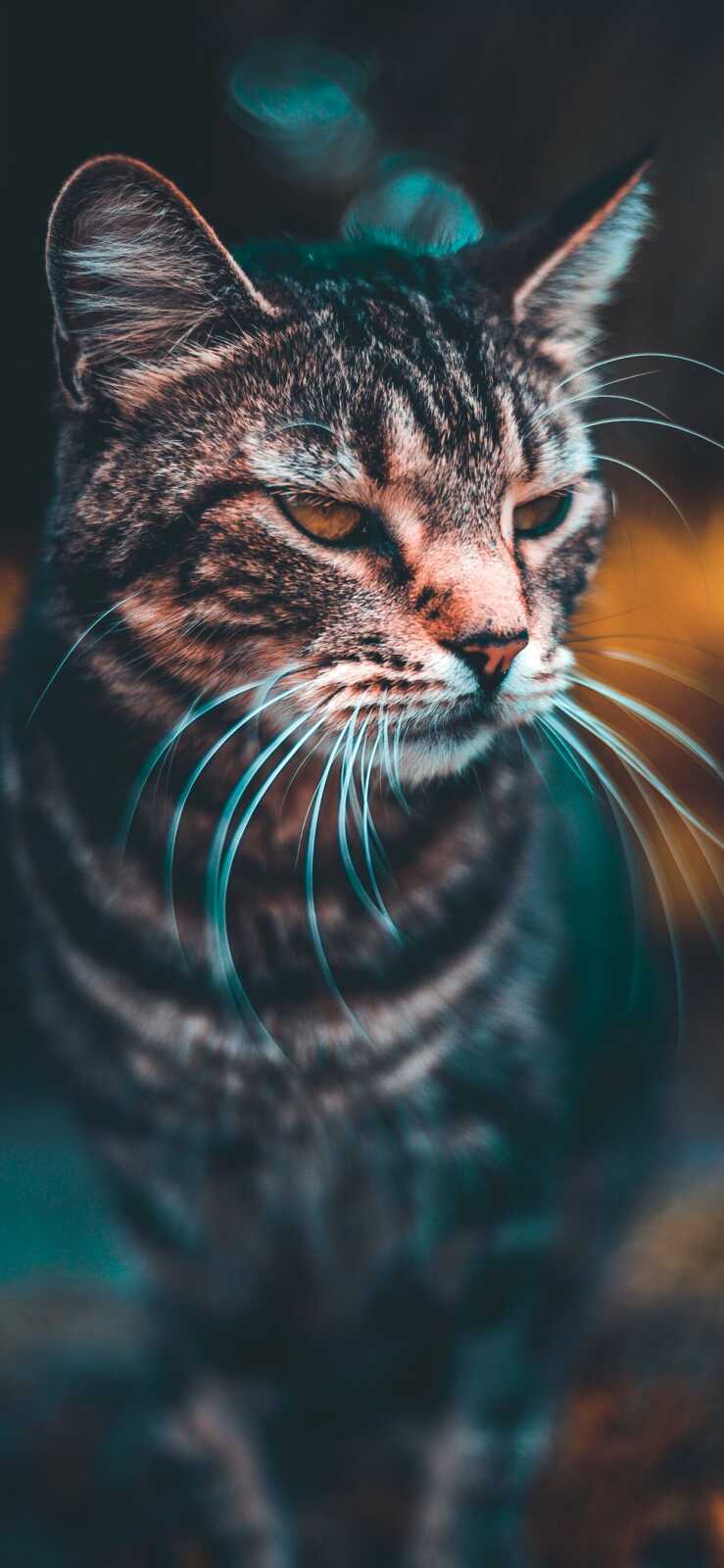 Cat Wallpapers (148 images) - WallpaperCat
