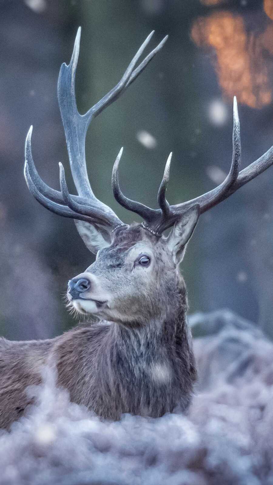 Deer Wallpapers (56 images) - WallpaperCat