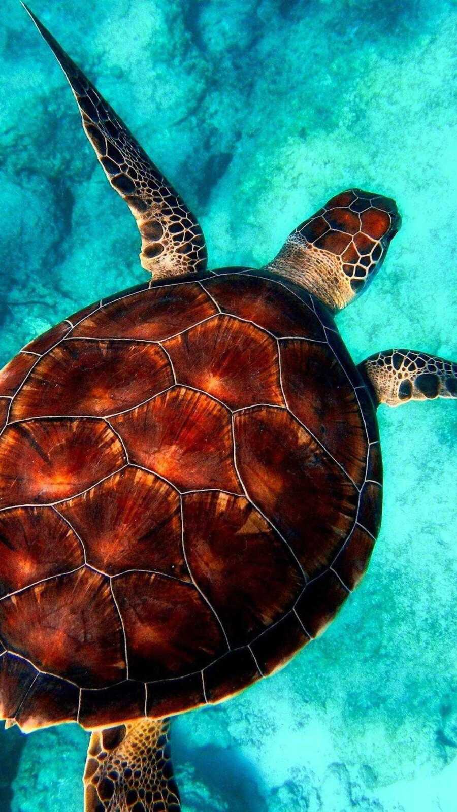 Turtle Wallpapers (47 images) - WallpaperCat
