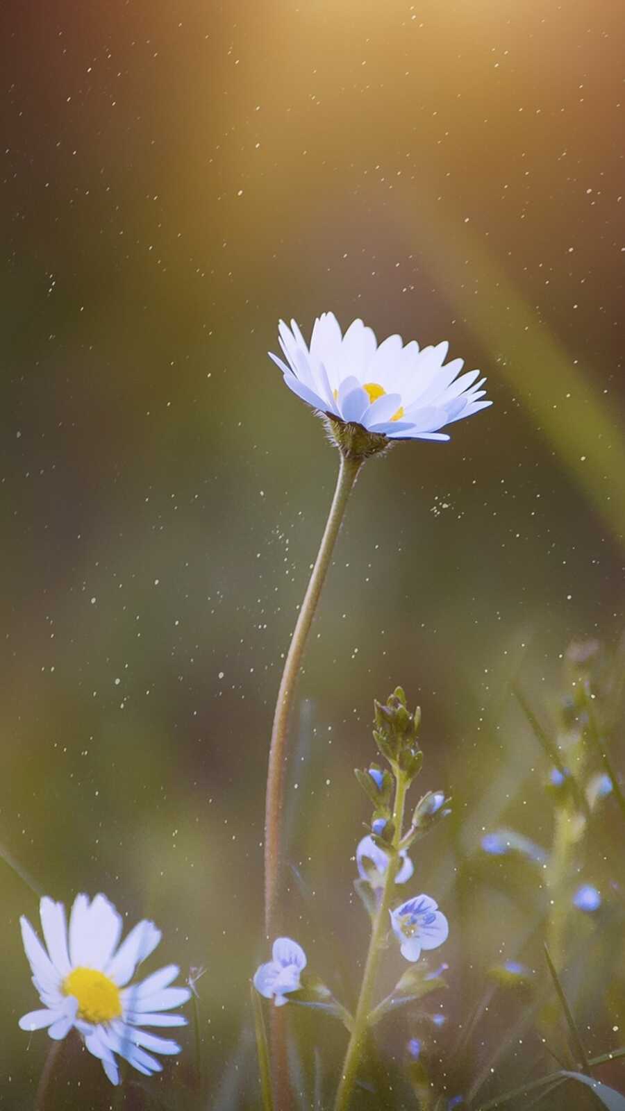 Daisy Wallpapers (37 images) - WallpaperCat