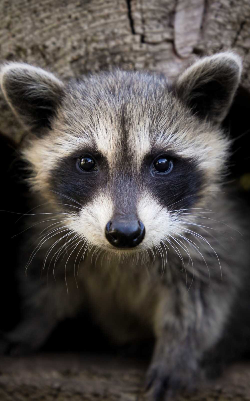 Raccoon Wallpapers (53 images) - WallpaperCat