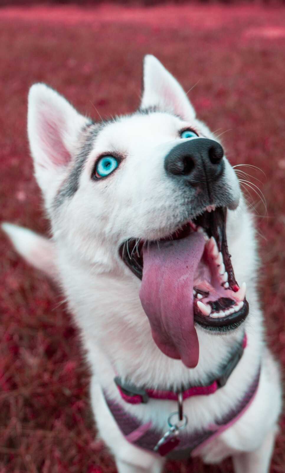 Husky Wallpapers (70 images) - WallpaperCat