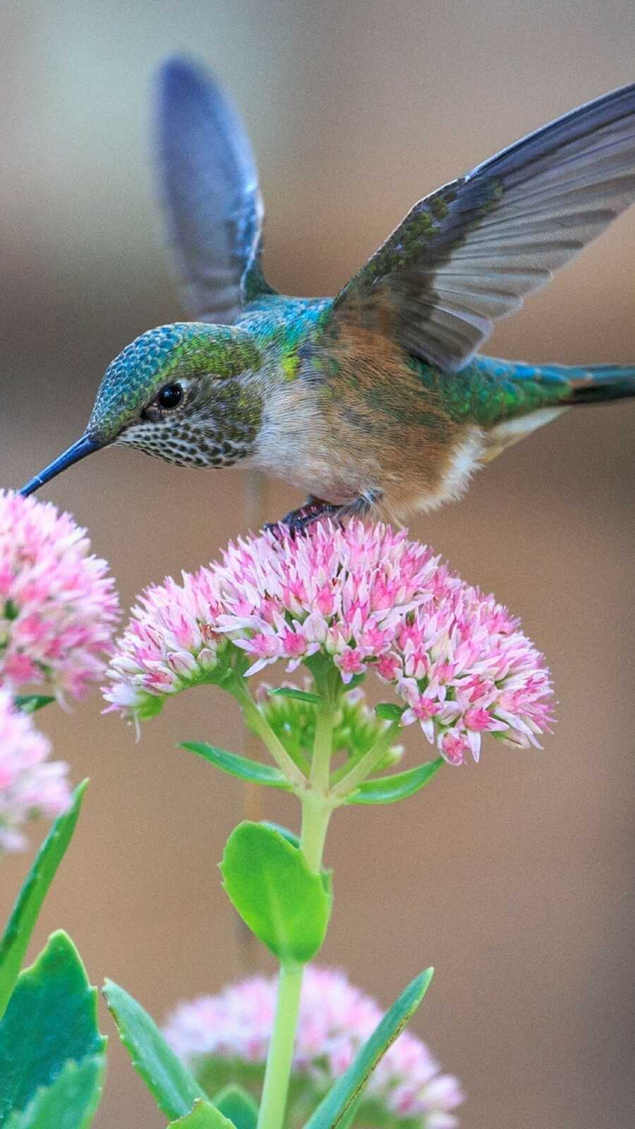 Hummingbird Wallpapers (51 images) - WallpaperCat