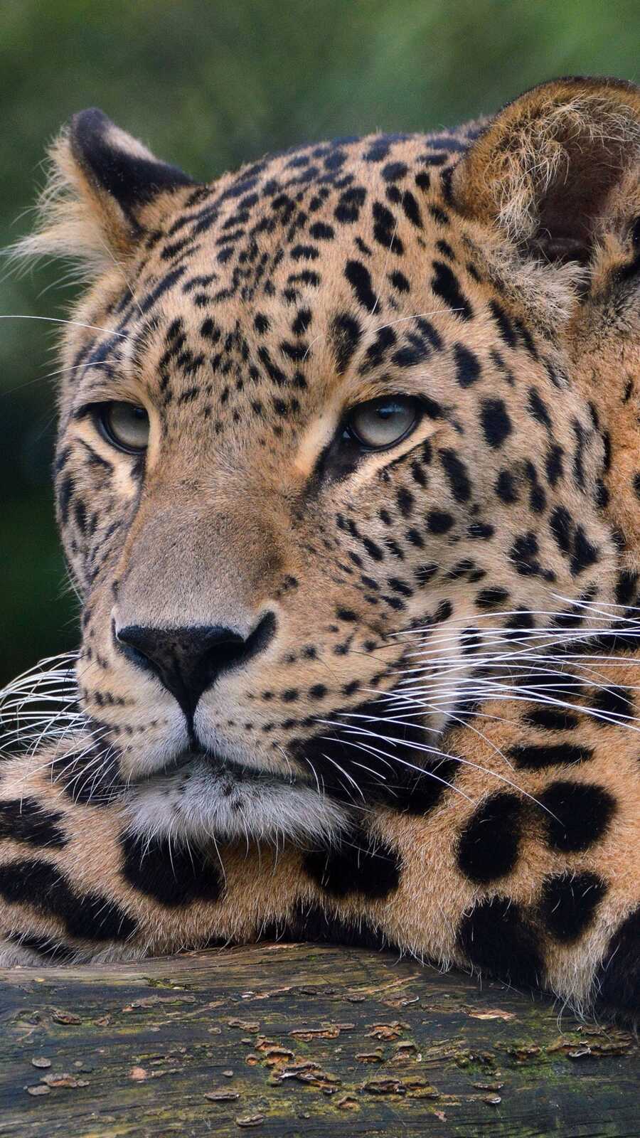 Leopard Wallpapers (44 images) - WallpaperCat