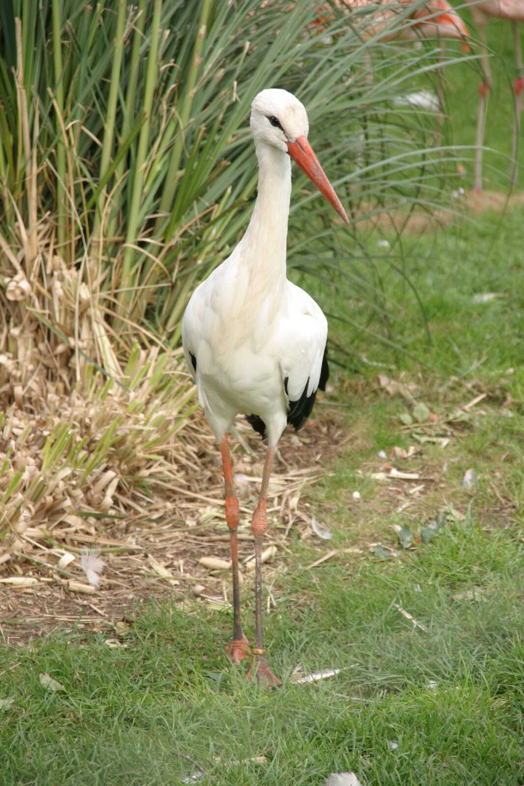 Stork Wallpapers (48 images) - WallpaperCat