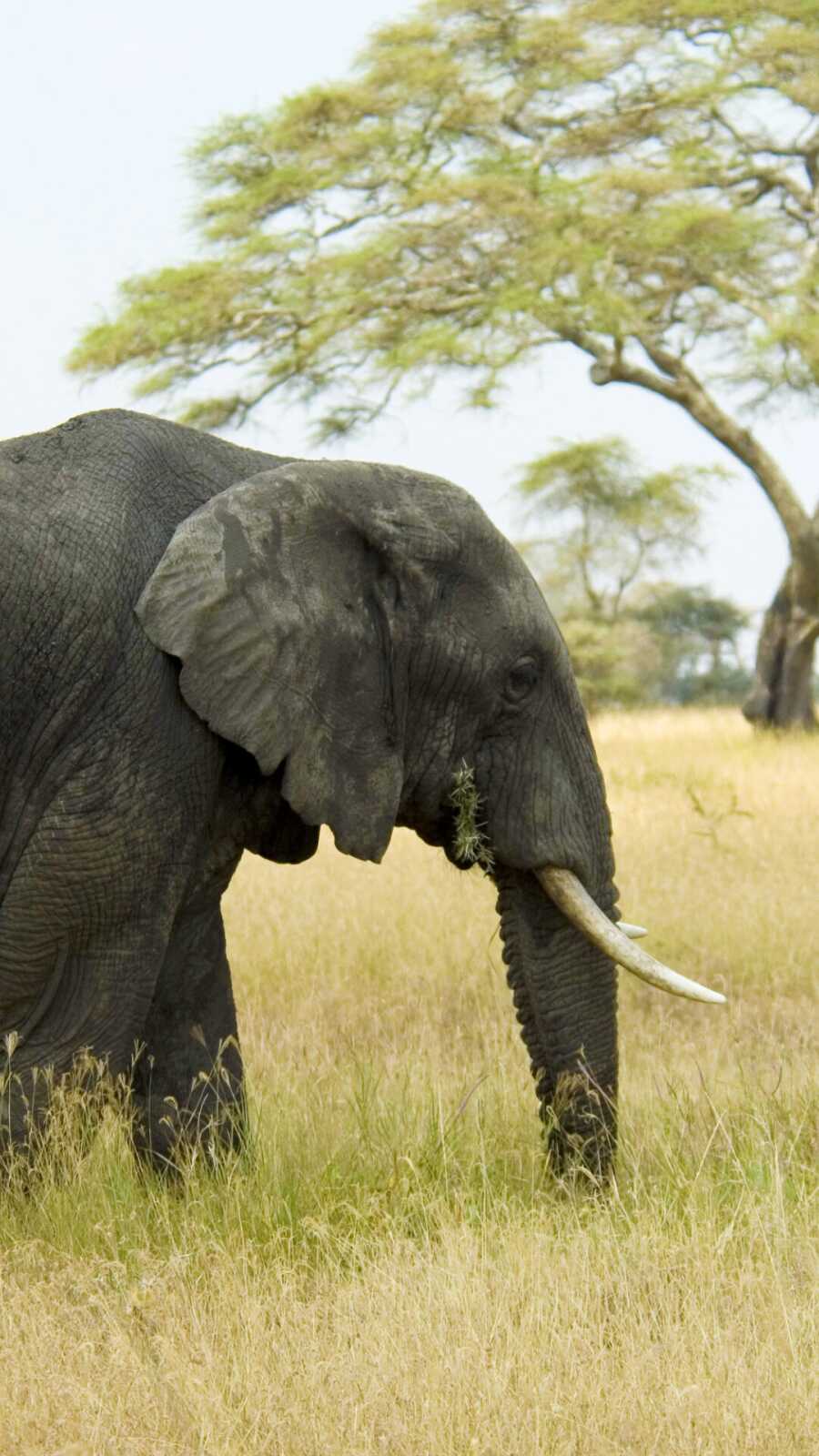 Elephant Wallpapers (38 images) - WallpaperCat