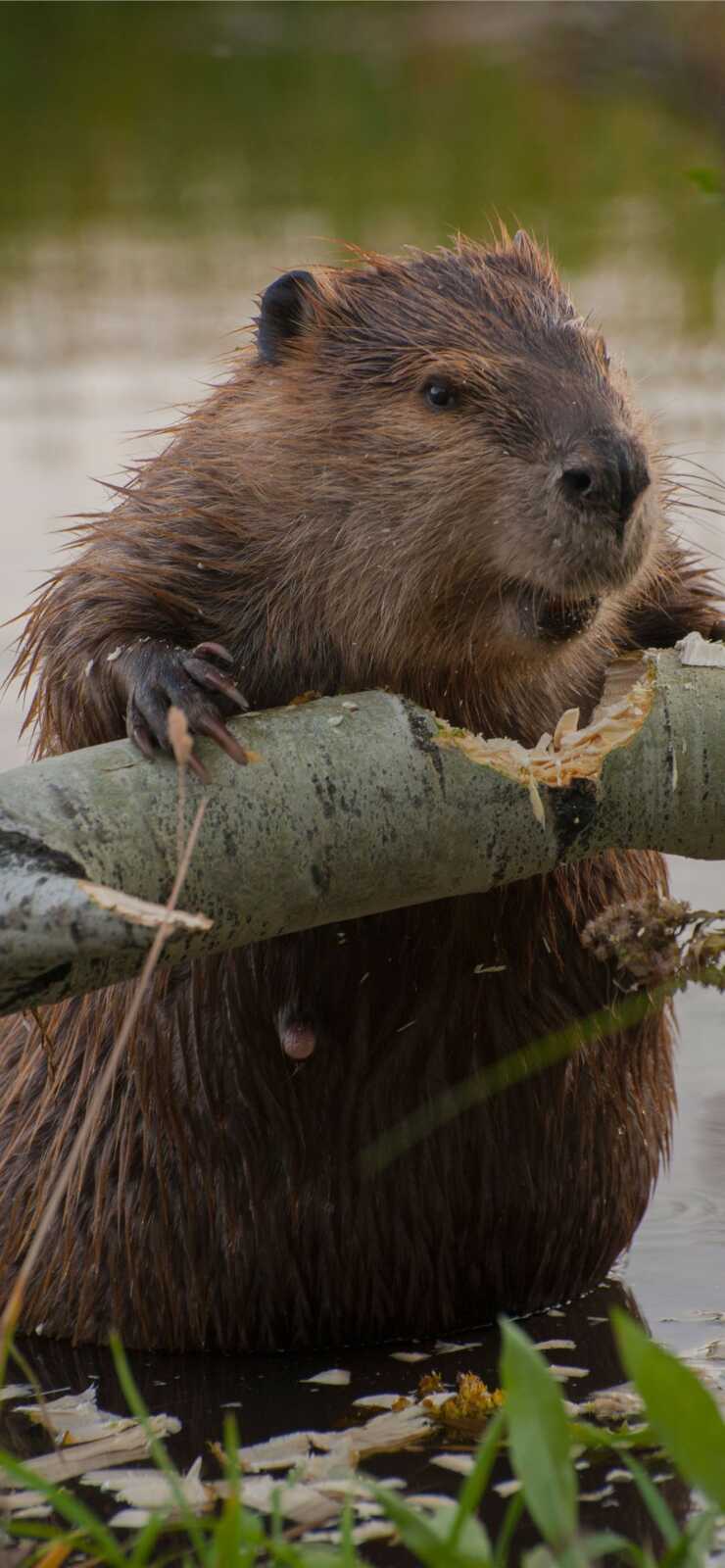 Beaver Wallpapers (43 images) - WallpaperCat