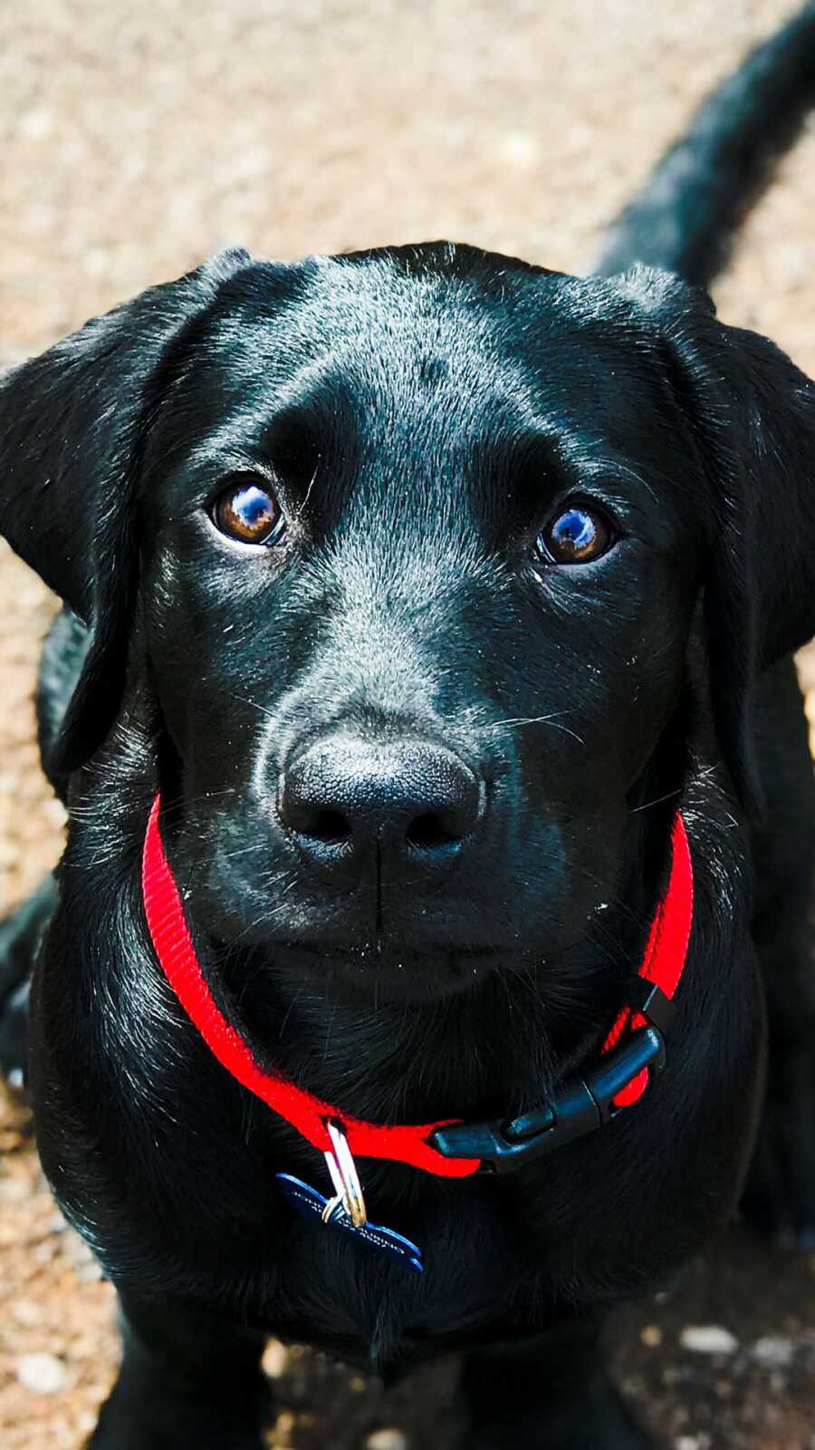 Labrador Retriever Wallpapers (84 images) - WallpaperCat