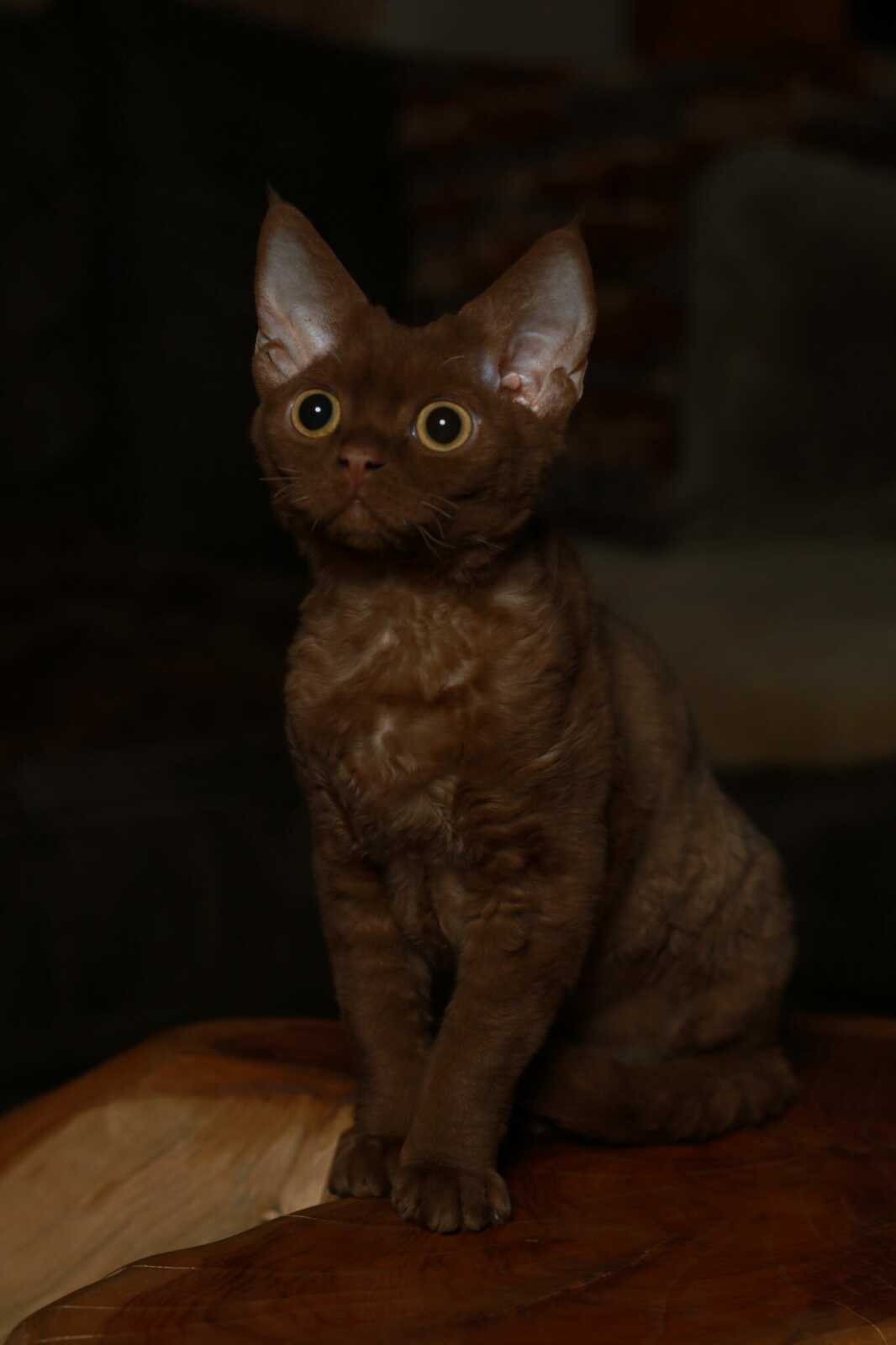 Devon Rex Wallpapers (10 images) - WallpaperCat