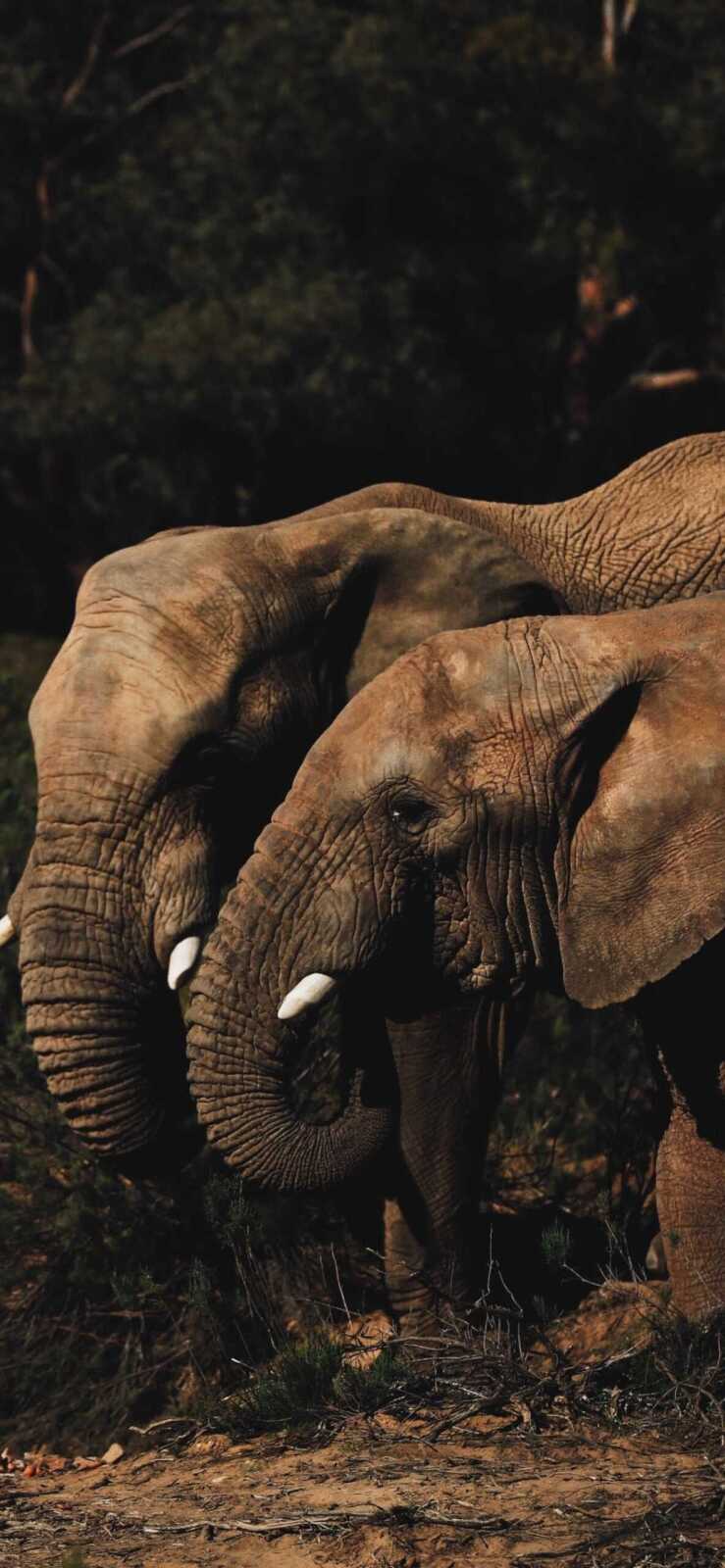 Elephant Wallpapers (38 images) - WallpaperCat