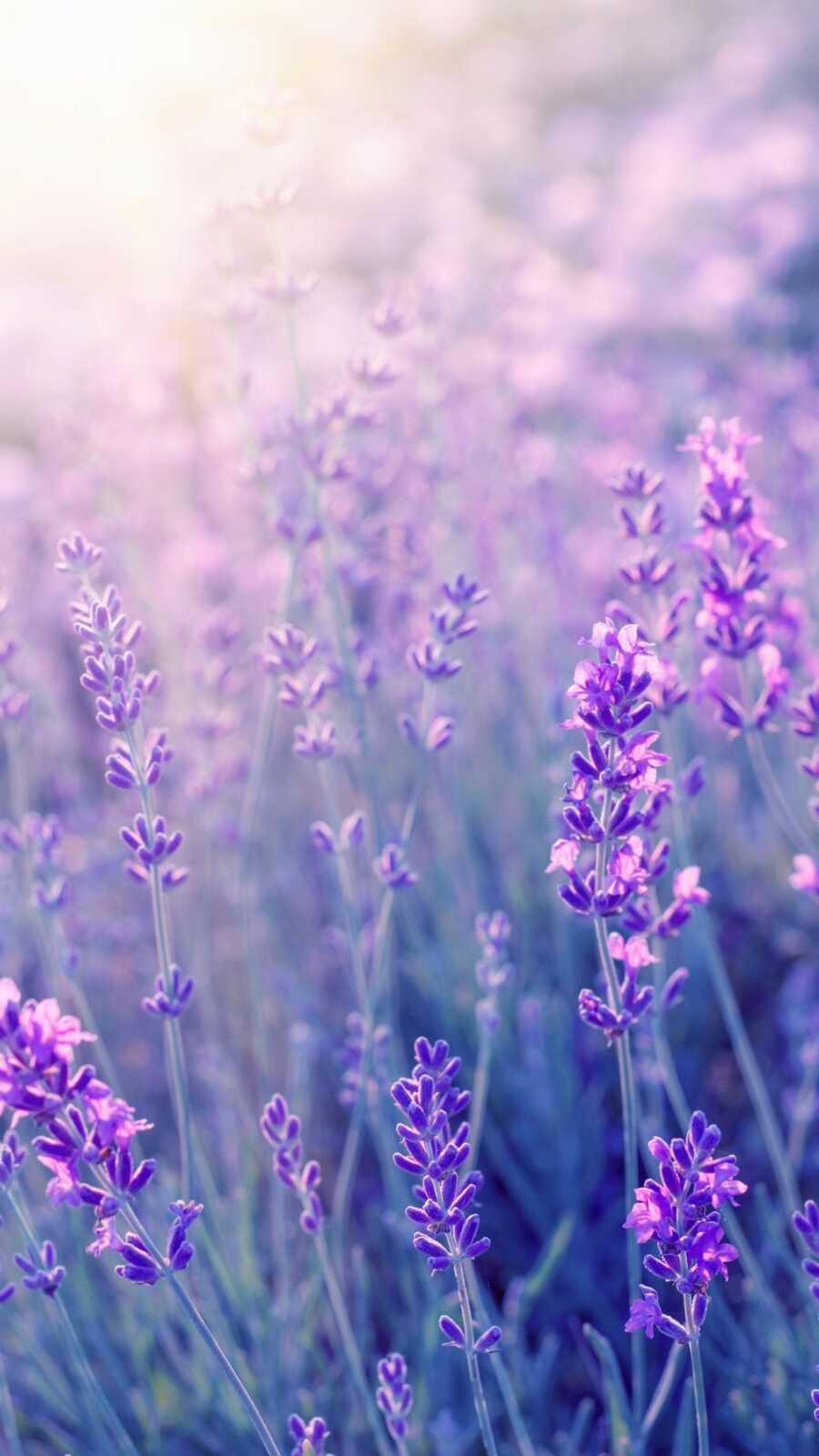 Lavender Wallpapers (97 images) - WallpaperCat