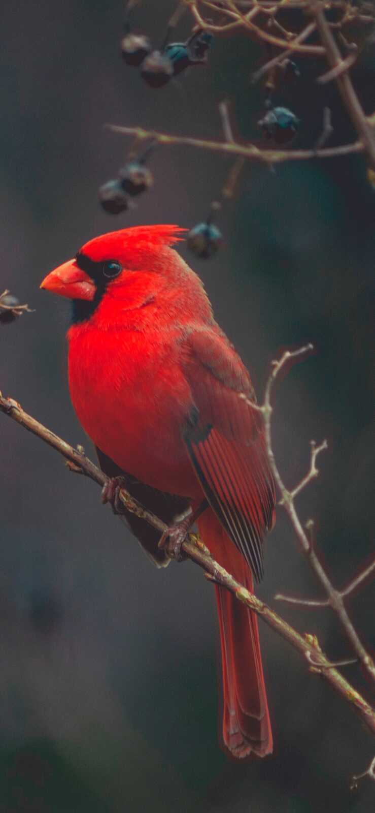 Bird Wallpapers (109 images) - WallpaperCat