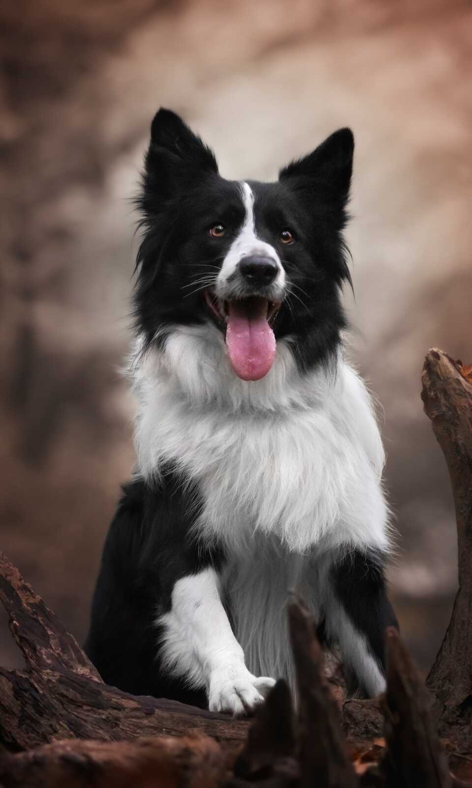 Border Collie Wallpapers (54 images) - WallpaperCat